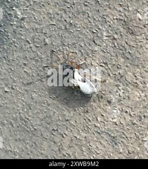 Chinch Bugs (Blissus) Insecta Stock Photo - Alamy