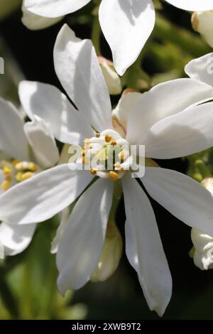 Mexican orange (Choisya ternata) Plantae Stock Photo - Alamy