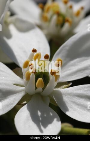 Mexican orange (Choisya ternata) Plantae Stock Photo - Alamy