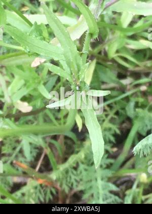 Sheep's-bit (Jasione montana), Plantae, Муромский р-н, Владимирская обл ...