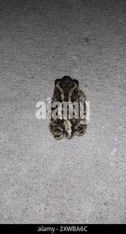 Eastern Spadefoot (Scaphiopus holbrookii) Amphibia Stock Photo - Alamy
