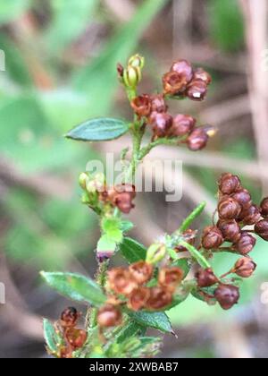 Hairy Pinweed (Lechea mucronata) Plantae Stock Photo - Alamy