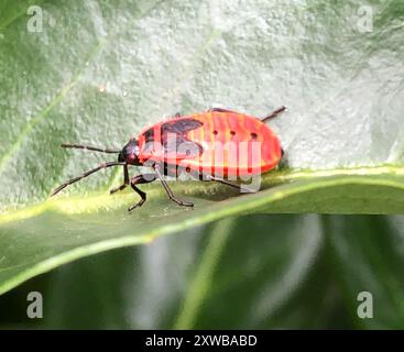 European Firebug (Pyrrhocoris apterus) Insecta Stock Photo - Alamy