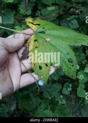 Stink Currant (Ribes bracteosum) Plantae Stock Photo - Alamy