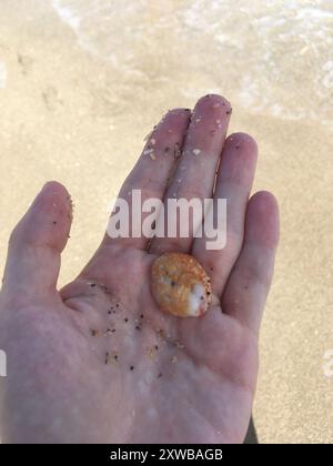 Jewel boxes (Chamidae) Mollusca Stock Photo - Alamy