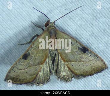 Wedgling Moth (Galgula partita) Insecta Stock Photo - Alamy