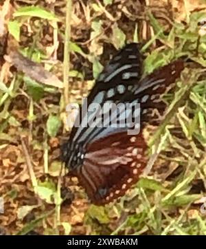 Chestnut Tiger (Parantica sita) Insecta Stock Photo - Alamy