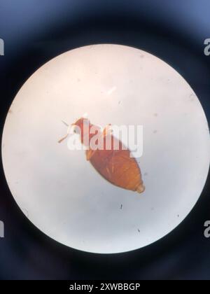 Minute Brown Scavenger Beetles (Latridiidae) Insecta Stock Photo - Alamy