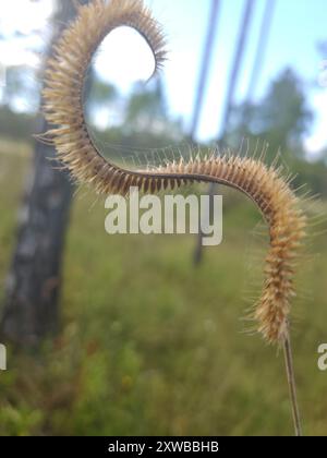 Toothache grass (Ctenium aromaticum) Plantae Stock Photo - Alamy