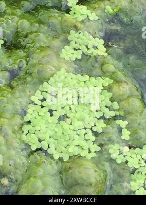 duckweeds (Lemnoideae) Plantae Stock Photo - Alamy