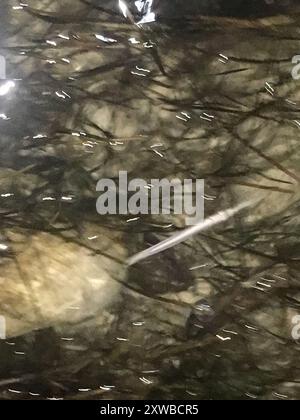 Needlefishes (Belonidae) Actinopterygii Stock Photo - Alamy