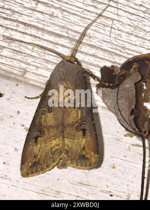 Ipsilon Dart Moth (Agrotis ipsilon) Insecta Stock Photo - Alamy