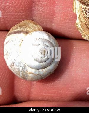Vineyard Snail (Cernuella virgata) Mollusca Stock Photo - Alamy