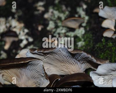 (Pleurotus purpureo-olivaceus) Fungi Stock Photo - Alamy