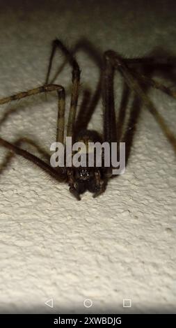 Cardinal Spider (Tegenaria parietina) Arachnida Stock Photo - Alamy