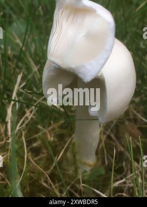 White Dapperling (Leucoagaricus leucothites) Fungi Stock Photo - Alamy