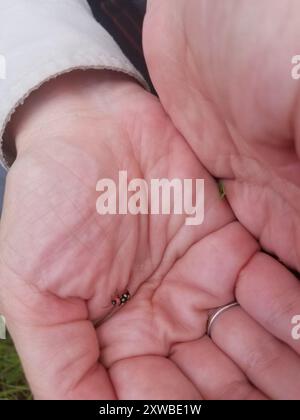 Eight-spotted Flea Beetle (Omophoita cyanipennis) Insecta Stock Photo ...