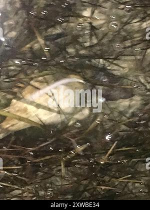 Needlefishes (Belonidae) Actinopterygii Stock Photo - Alamy