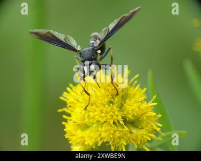 (Physocephala tibialis) Insecta Stock Photo - Alamy