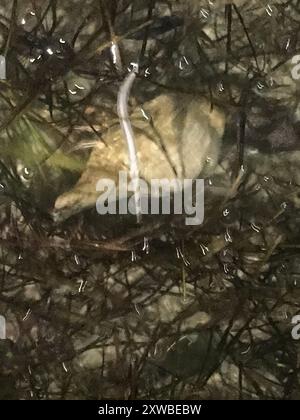 Needlefishes (Belonidae) Actinopterygii Stock Photo - Alamy