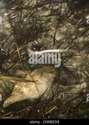 Needlefishes (Belonidae) Actinopterygii Stock Photo - Alamy