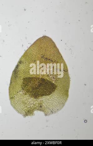 Dwarf Flapwort (Jungermannia pumila) Plantae Stock Photo - Alamy