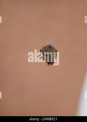 Common Hairy Field Spider (Neoscona subfusca) Arachnida Stock Photo - Alamy
