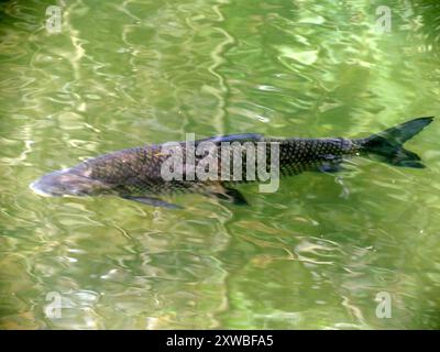 Streaked Prochilod (Prochilodus lineatus) Actinopterygii Stock Photo ...