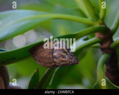 Mangrove Periwinkle (Littoraria angulifera) Mollusca Stock Photo - Alamy