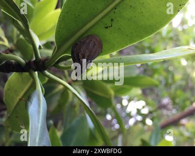 Mangrove Periwinkle (Littoraria angulifera) Mollusca Stock Photo - Alamy