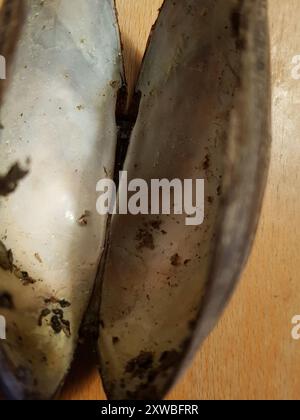 Eastern Floater (Pyganodon cataracta) Mollusca Stock Photo - Alamy
