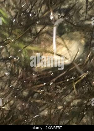 Needlefishes (Belonidae) Actinopterygii Stock Photo - Alamy