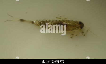 Blue-winged Olives (Baetis) Insecta Stock Photo - Alamy