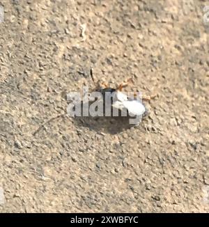 Chinch Bugs (Blissus Stock Photo - Alamy