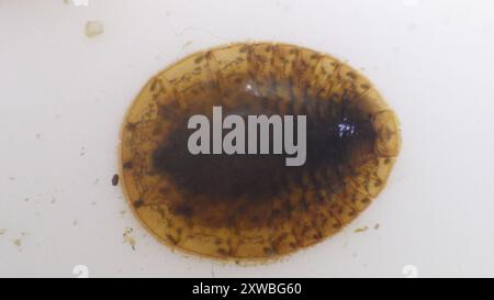 Herrick's Water Penny Beetle (Psephenus herricki) Insecta Stock Photo ...