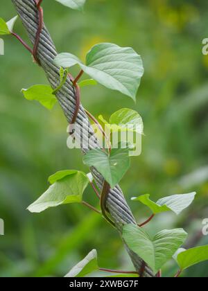 Turpeth (Operculina turpethum) Plantae Stock Photo - Alamy