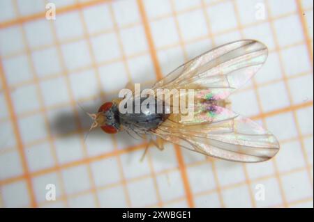 (Palloptera ustulata) Insecta Stock Photo - Alamy