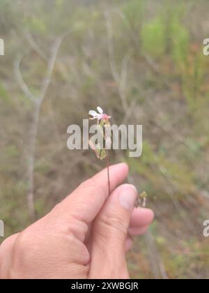 Southern Beeblossom (Oenothera simulans) Plantae Stock Photo - Alamy