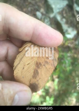 September Elm (Ulmus serotina) Plantae Stock Photo - Alamy