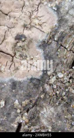 (Peniophora cinerea) Fungi Stock Photo - Alamy