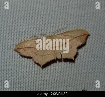 Cross-lined Wave (Timandra amaturaria) Insecta Stock Photo - Alamy