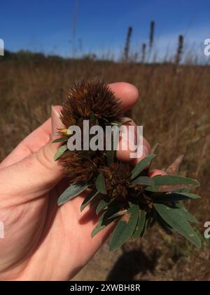 round-headed bush clover (Lespedeza capitata) Plantae Stock Photo - Alamy