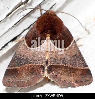 Arcigera Flower Moth (Schinia arcigera), Insecta, Avenues West ...