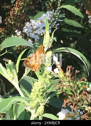 Peck's Skipper (Polites peckius) Insecta Stock Photo - Alamy