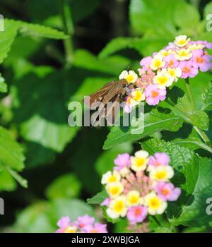 Ocola Skipper (Panoquina ocola) Insecta Stock Photo - Alamy