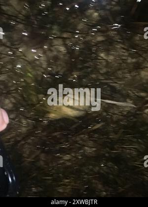 Needlefishes (Belonidae) Actinopterygii Stock Photo - Alamy