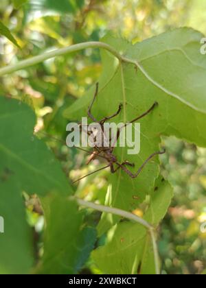 Southern Two-striped Walkingstick (Anisomorpha buprestoides Stock Photo ...