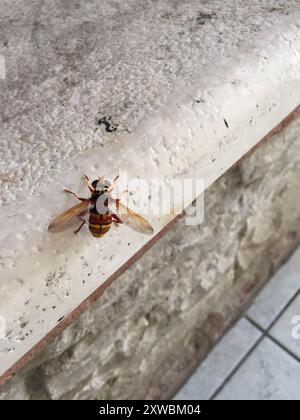 (Milesia crabroniformis) Insecta Stock Photo - Alamy