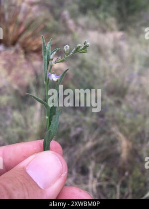 Blue Milkwort (Hebecarpa barbeyana) Plantae Stock Photo - Alamy