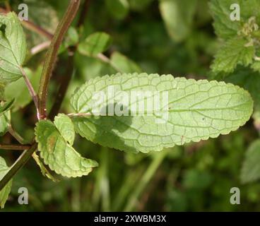 Water Figwort (Scrophularia auriculata) Plantae Stock Photo - Alamy